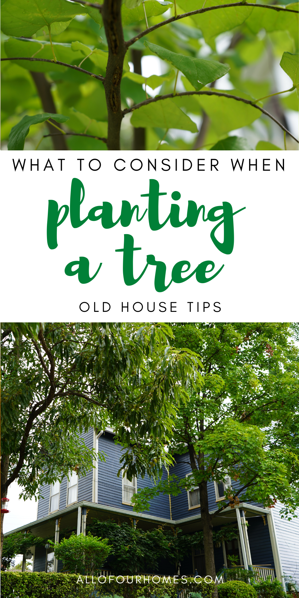 What to Consider when Planting a Tree | Old House Tips - All of Our Homes