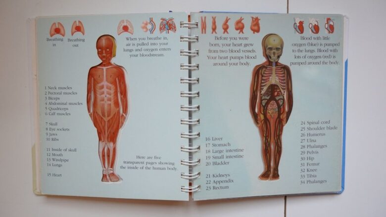 The Human Body | Montessori Inspired Activities - All of Our Homes