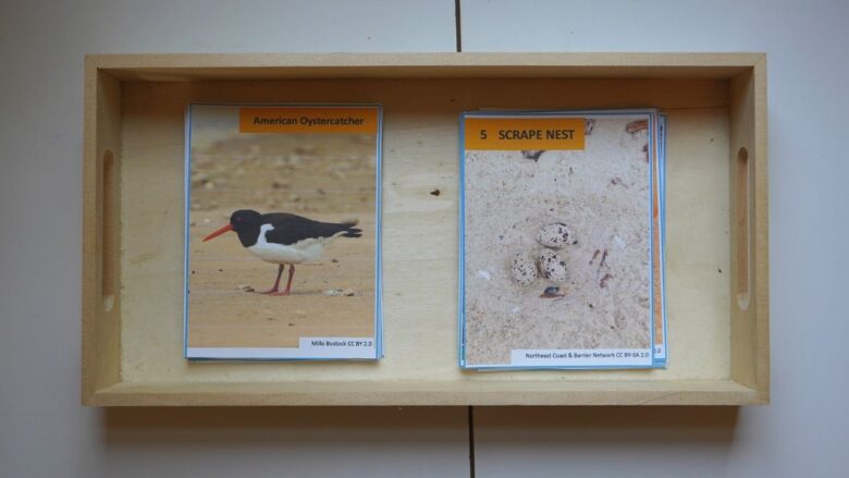 Birds | Montessori Inspired Activities - All of Our Homes